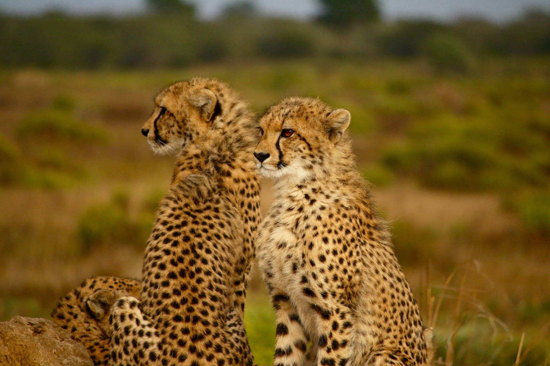Cheetahs: Amazing facts and pictures show them in action