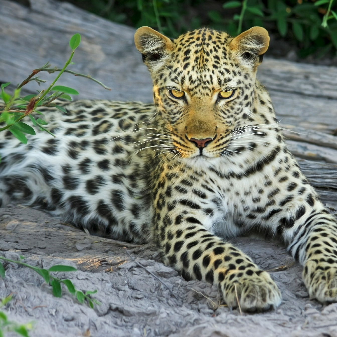 The Mysterious Beauty of Leopards: Showing Their Secretive Way of Life The Mysterious Beauty of Leopards: Showing Their Secretive Way of Life