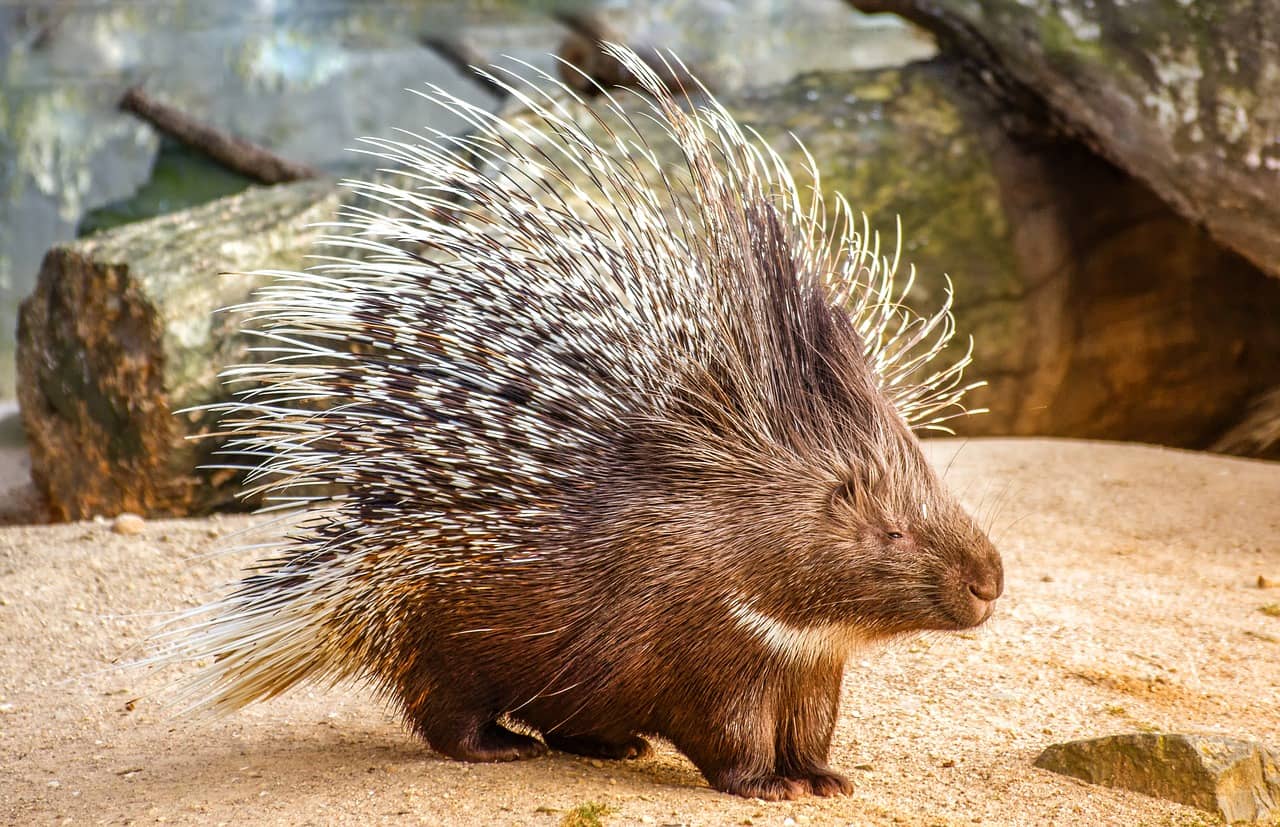 Porcupine Facts Want To Know Some Fun Facts And See The Photos 