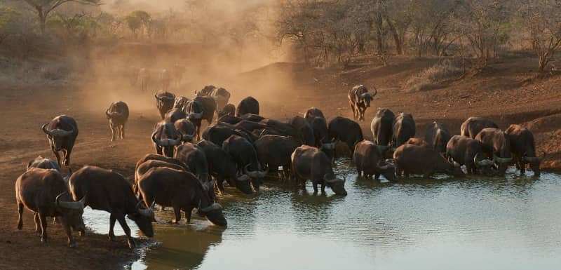 Unusual African buffalo facts and photos - why so feared by hunters?