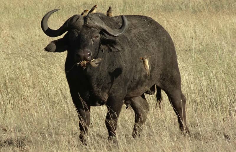 Unusual African buffalo facts and photos - why so feared by hunters?
