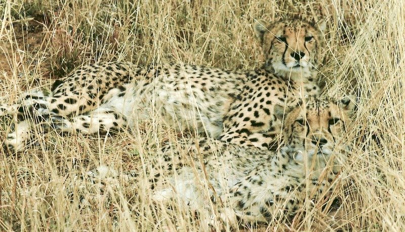 Cheetahs Amazing Facts And Pictures Show Them In Action