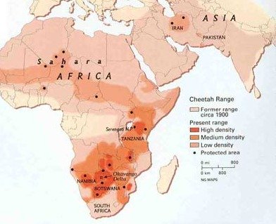Cheetahs: Amazing facts and pictures show them in action