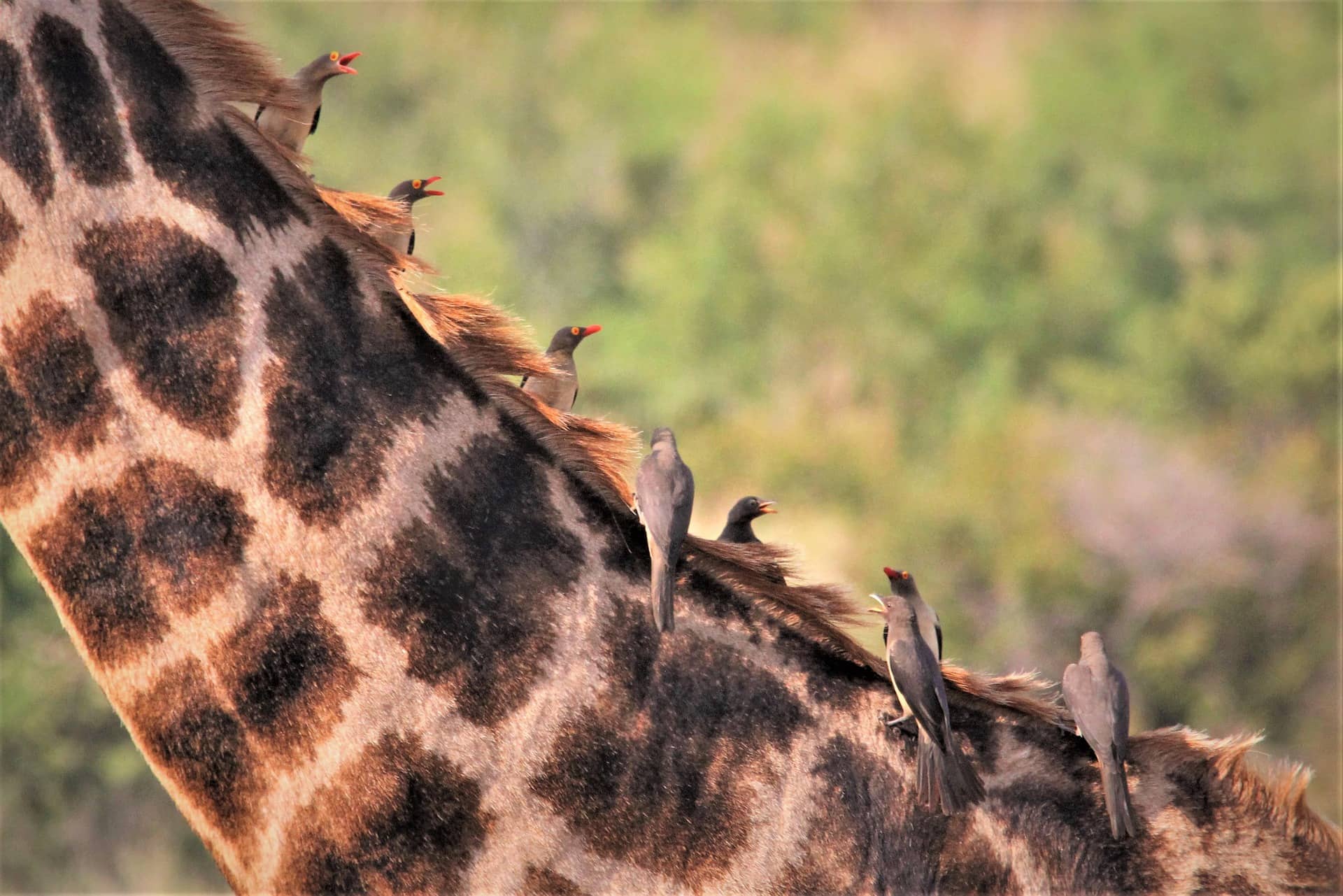 Giraffe, fascinating facts and photos