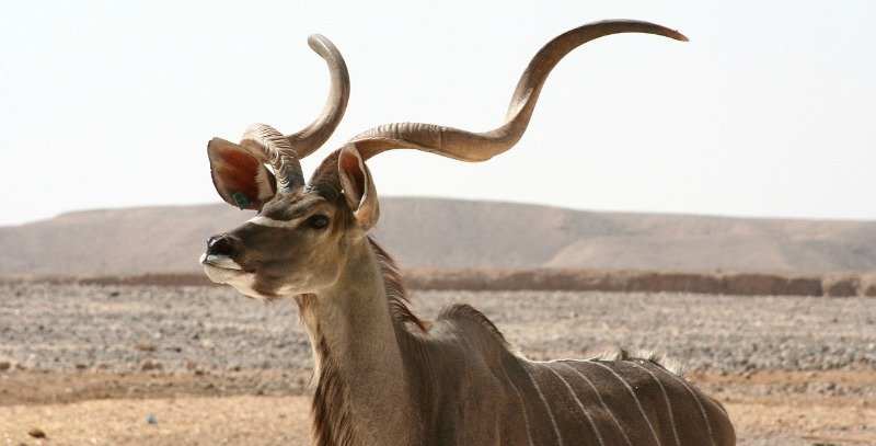 Kudu – Discover interesting facts about this beautiful antelope