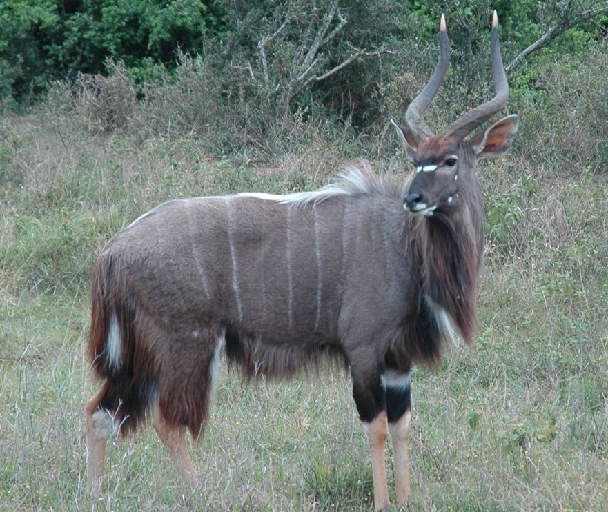 Nyala antelopes - Discover some unusual facts about these African animals